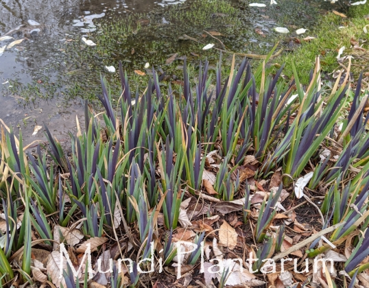 Iris x robusta 'Dark Aura' | Mundi Plantarum